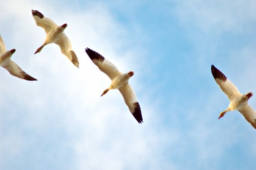 White Geese (Genus Chen) · iNaturalist United Kingdom