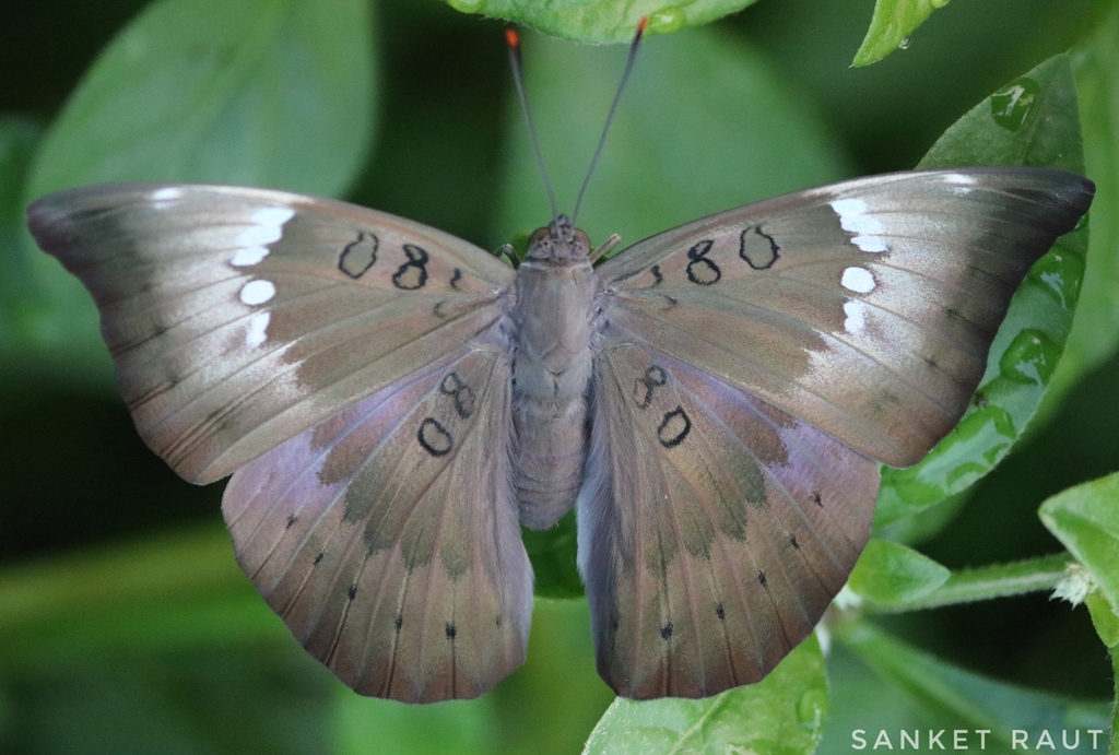 Common Baron (Butterflies of Ambivli Biodiversity Park and Surroundings ...