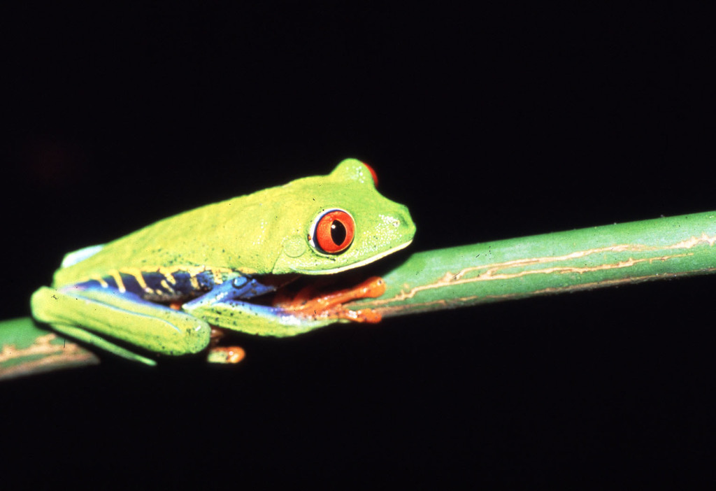 Red-eyed Tree Frog from Limón Province, Pococí, Costa Rica on March 10 ...