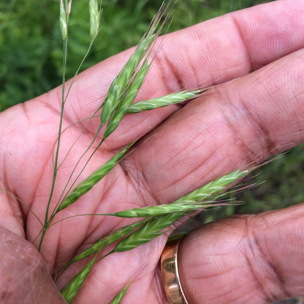 Japanese chess (Non-native/Invasive Plants of Golden Gate Canyon State ...