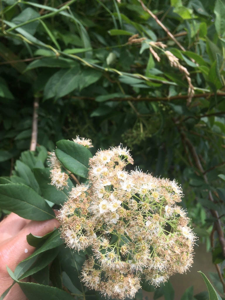 Virginia Meadowsweet in July 2020 by Jason Love. Growing on riverbank ...