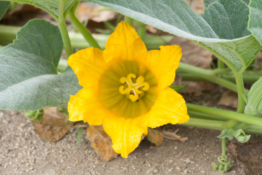Buffalo Gourd (Cucurbita foetidissima) - Botanical Realm