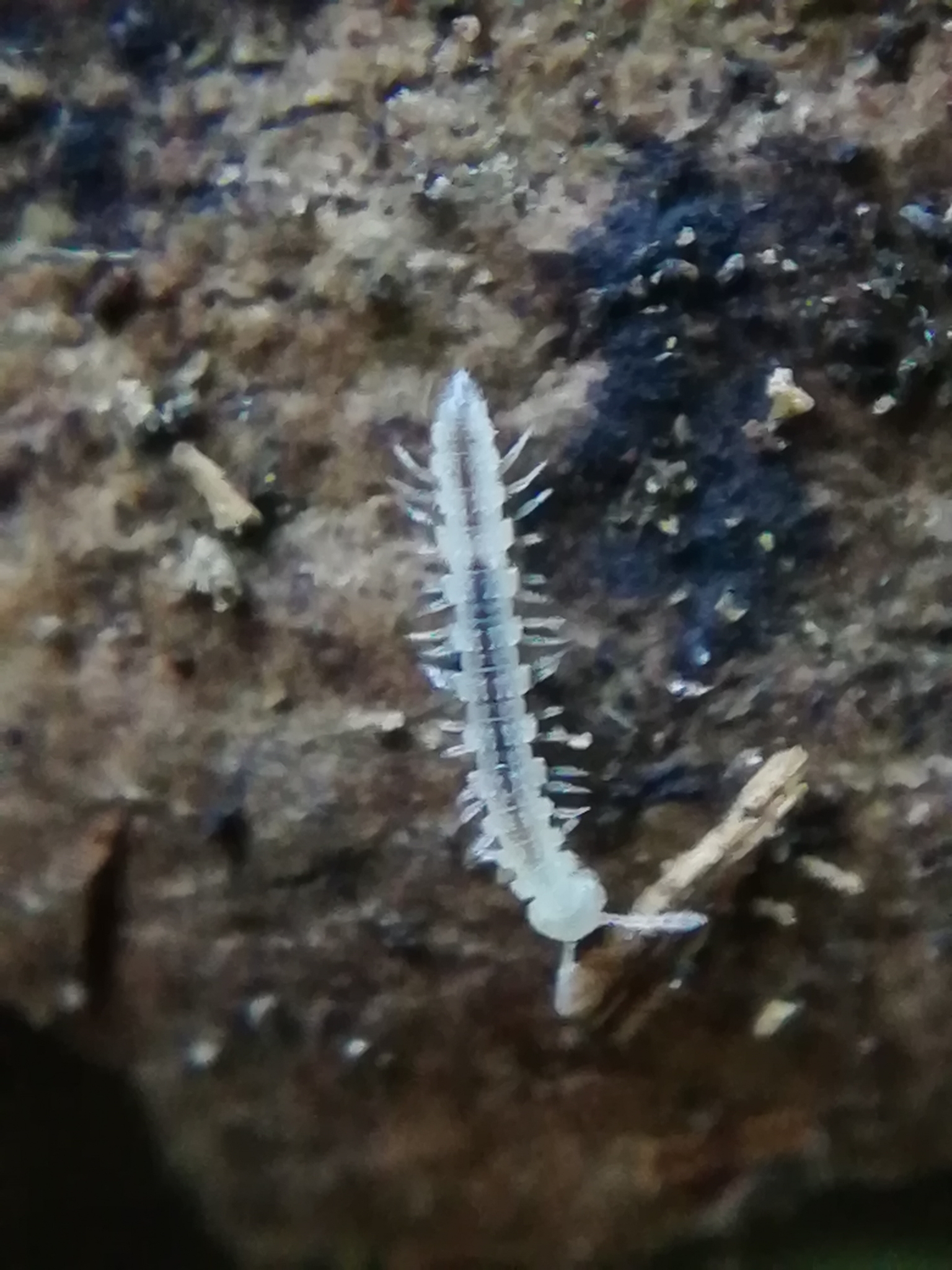 Brachydesmus superus Latzel, 1884