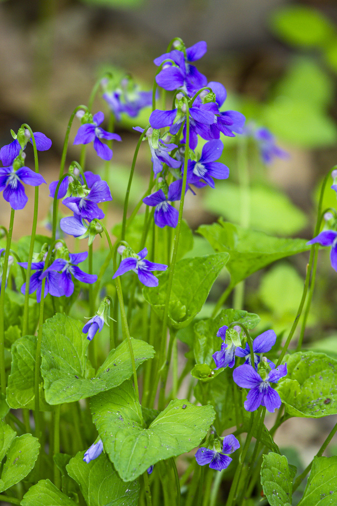 marsh blue violet from Sullivan County, NY, USA on May 18, 2014 at 09: ...