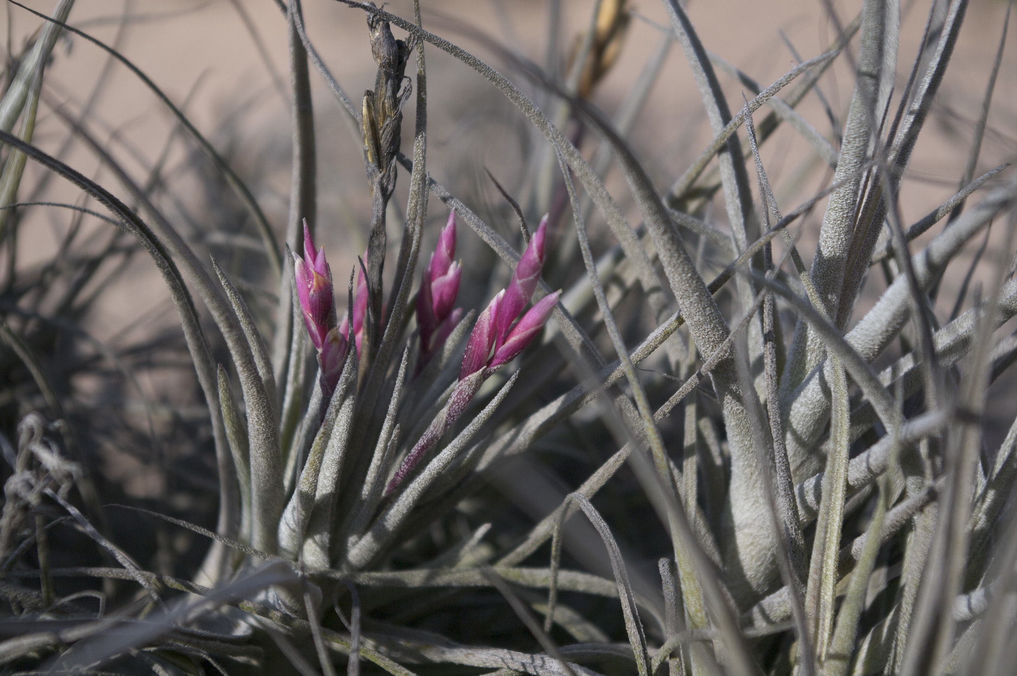 Tillandsia marconae W.Till & Vitek