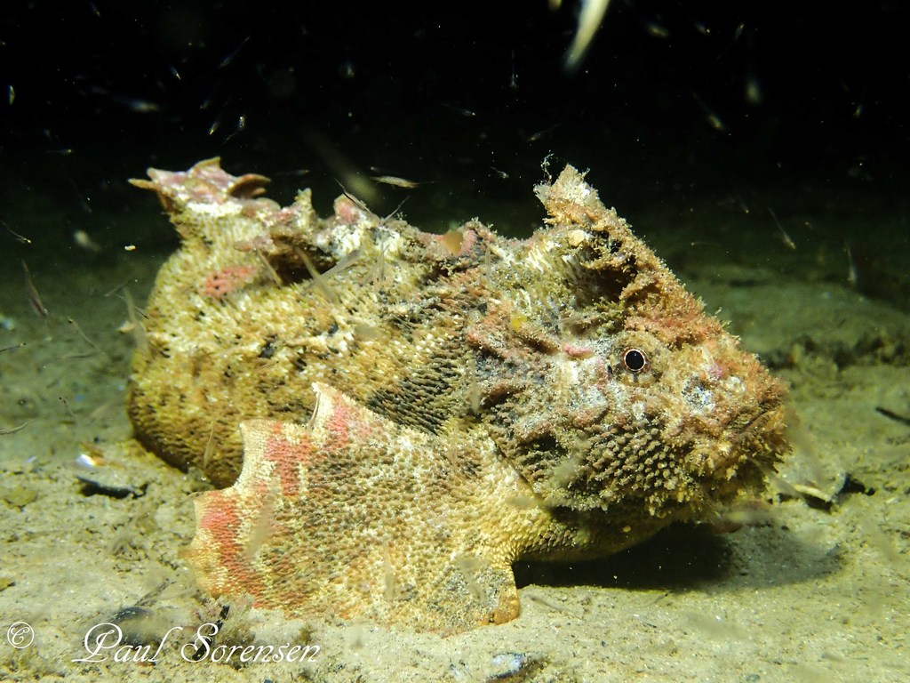 Southern Velvetfish (Fish of Randwick Council costal area: Coogee Beach ...