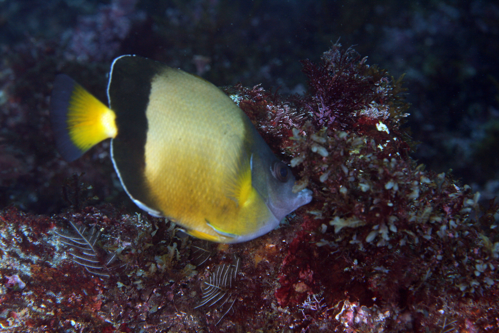 Japanese Butterflyfish (Chaetodon nippon) - Marine Life Identification