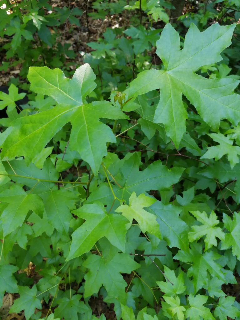 American sweetgum in July 2020 by Kristina Necovska · iNaturalist