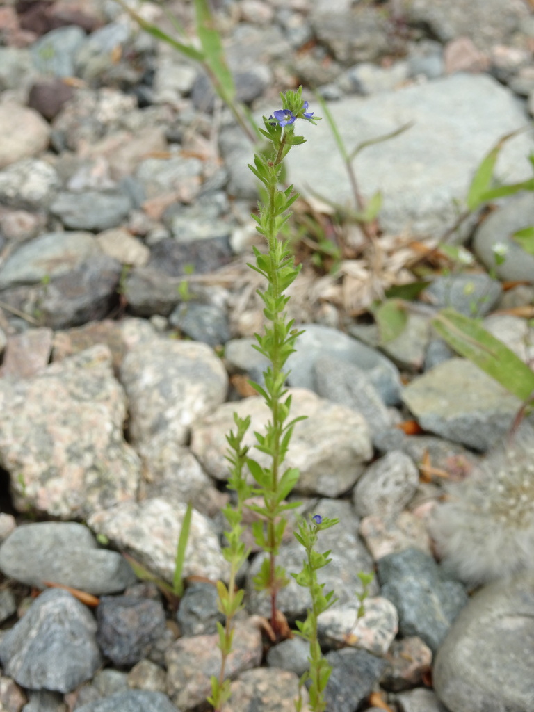 Spring Speedwell from Albert County, NB, Canada on June 12, 2017 at 12: ...