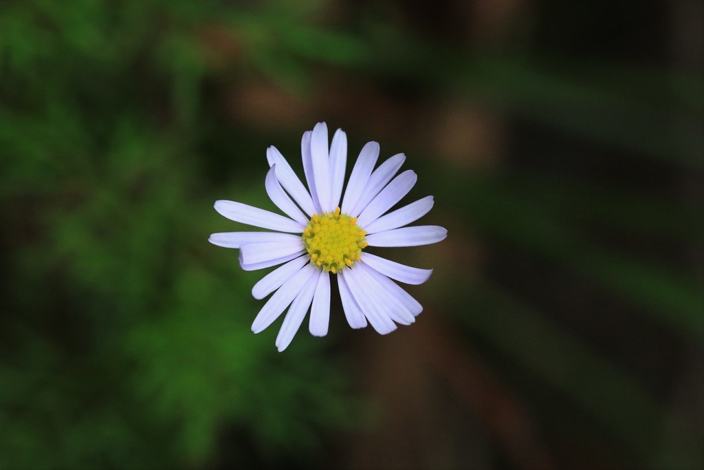 cut-leaved daisy from Arakoon NSW 2431, Australia on July 12, 2020 at ...
