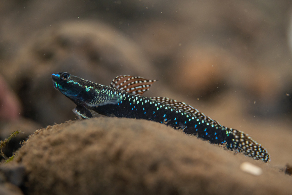 Rock-climbing gobies (Sicydiinae) - Marine Life Identification
