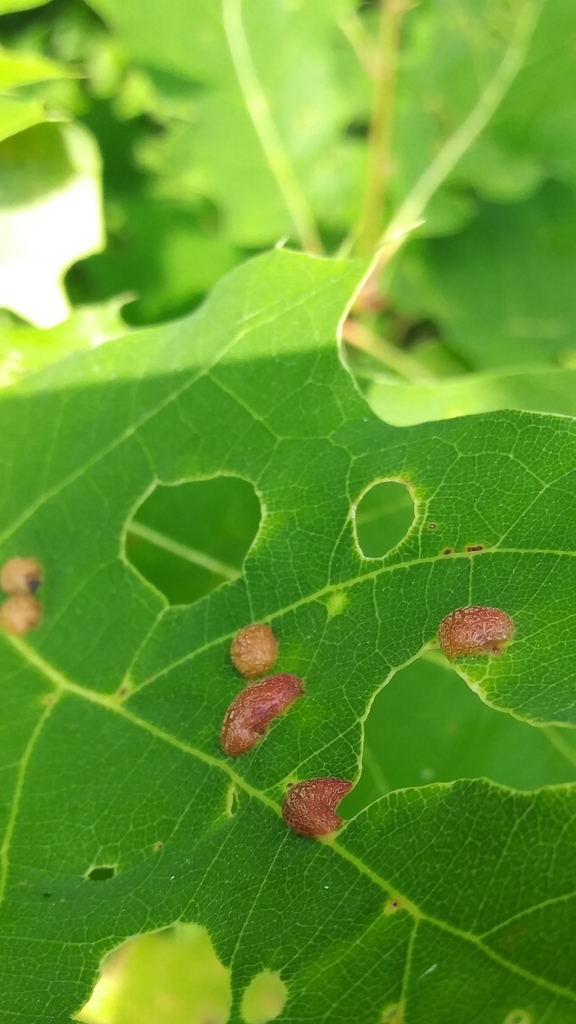 Oak Leaf Gall Midge from Erie, PA 16507, USA on July 12, 2020 at 06:10 ...
