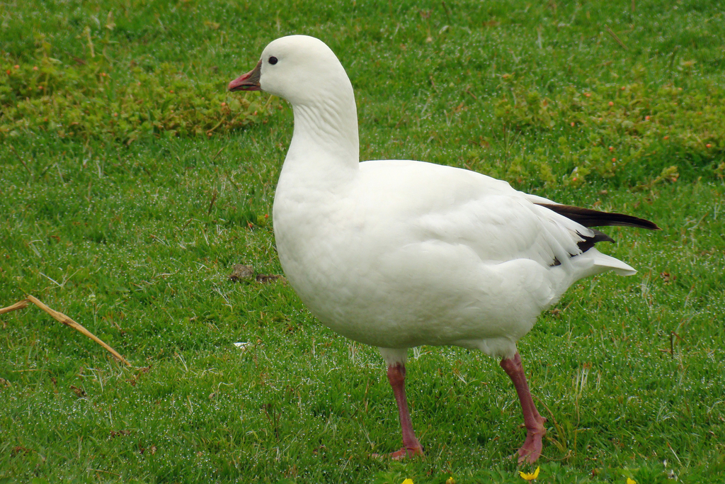 Ross's Goose (Birds of the Preserve at Shaker Village) · iNaturalist