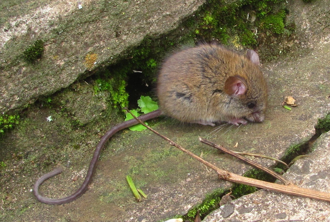 Hylomyscus Thomas, 1926