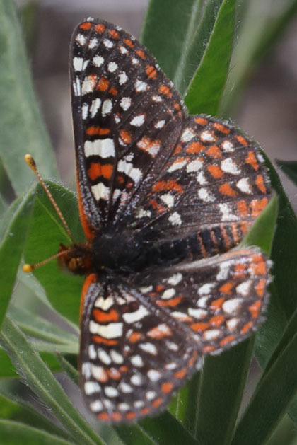 Edith's Checkerspot (Yosemite National Park Butterfly Guide 🦋 ...