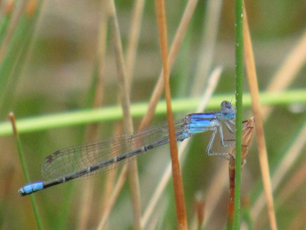 Paiute Dancer in July 2020 by smwhite · iNaturalist