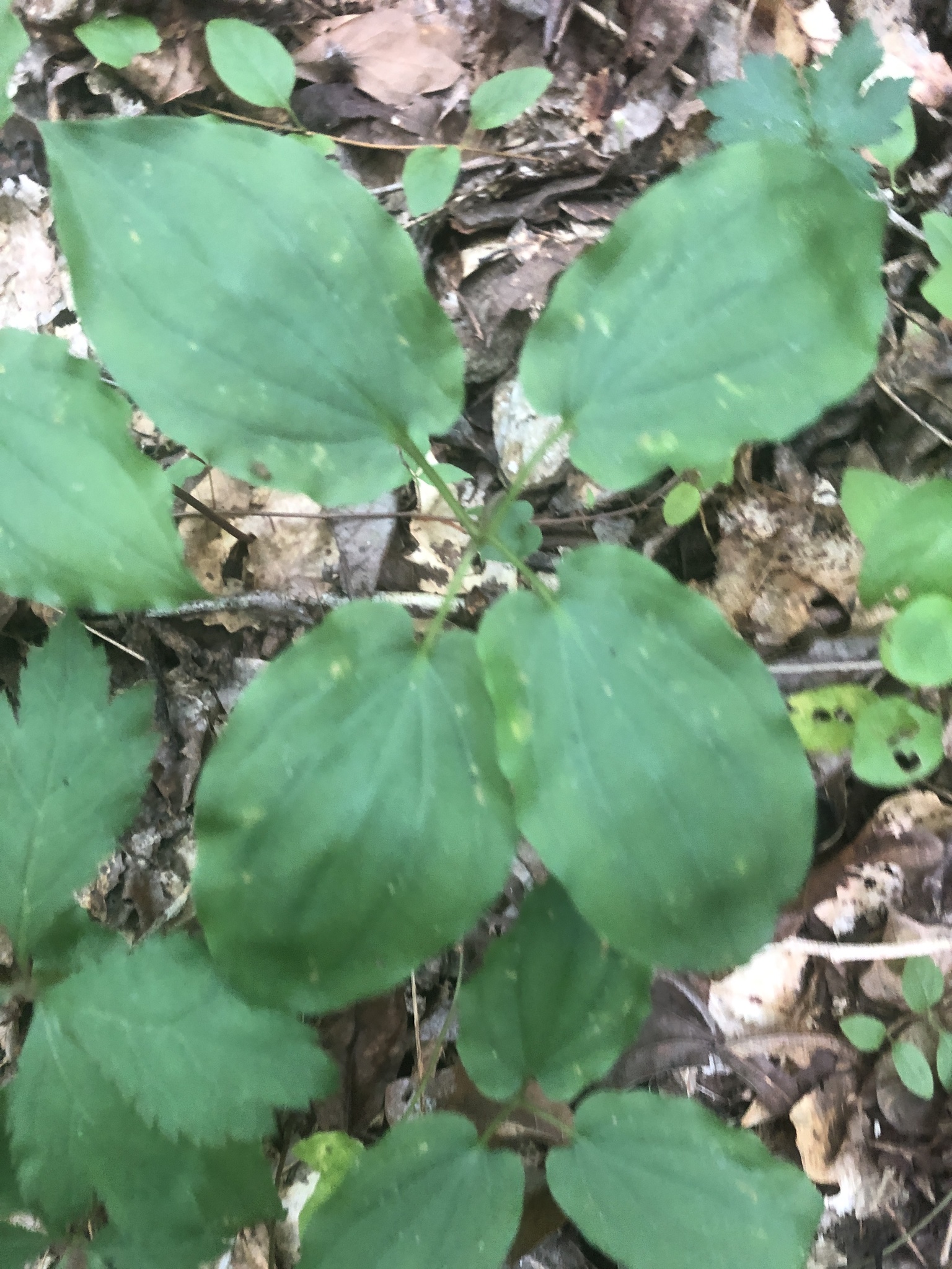 Croomia pauciflora (Nutt.) Torr.