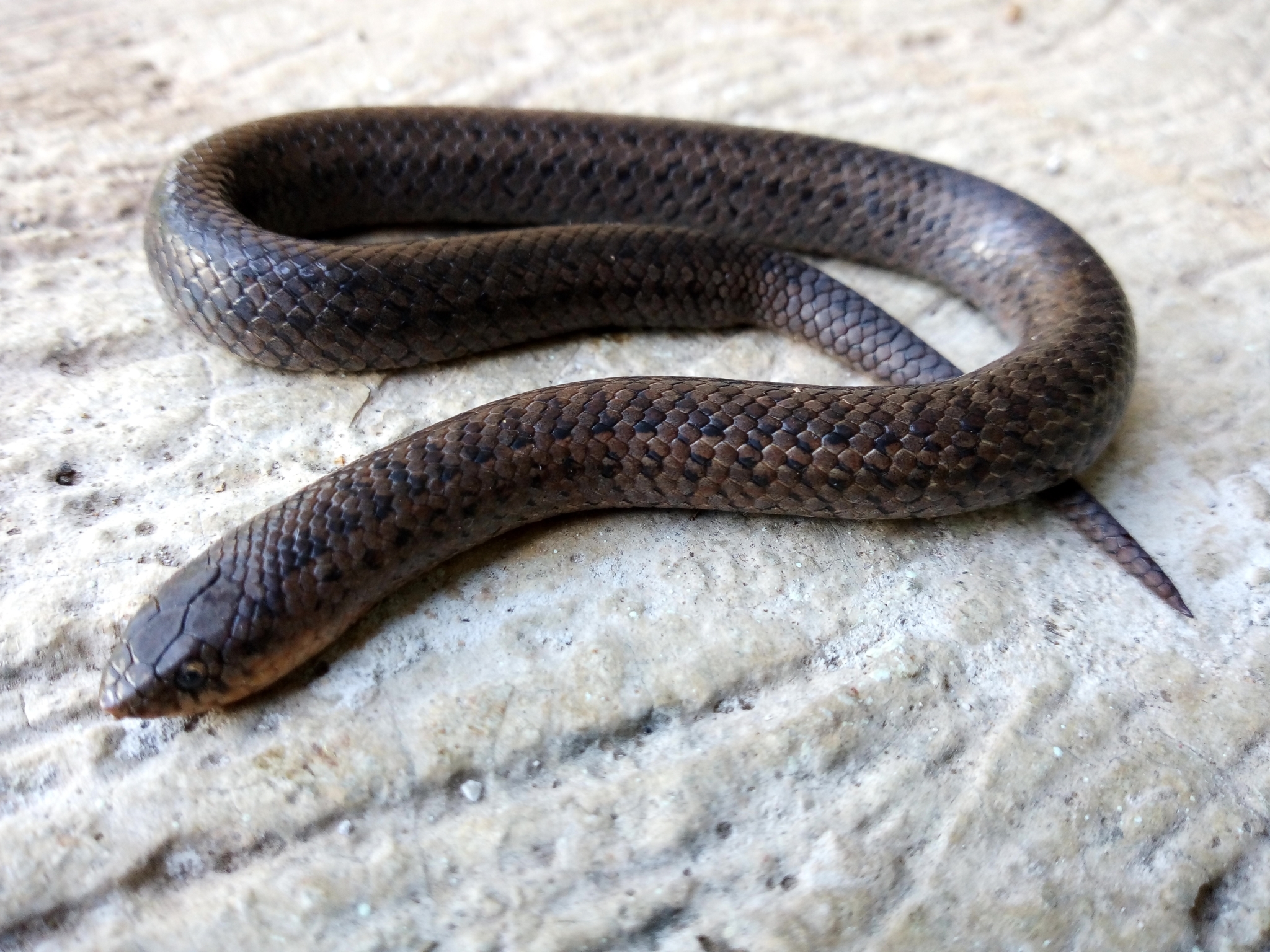 Conopsis biserialis (Taylor & Smith, 1942)