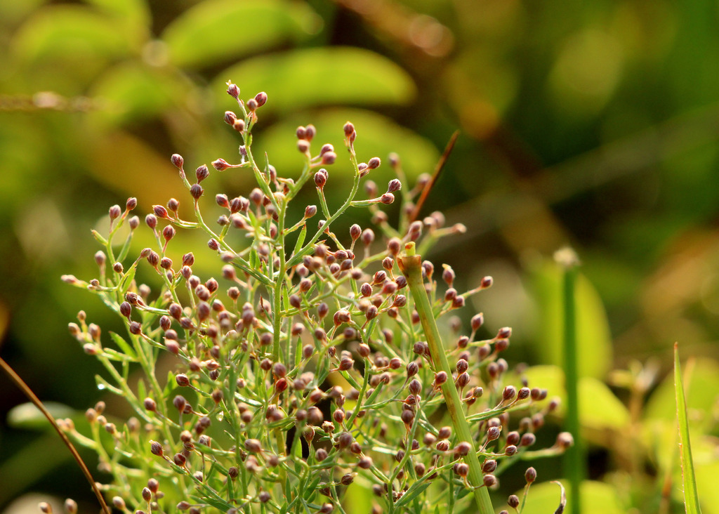 Sandhill Pinweed (Plants of the Florida Sandhill) · iNaturalist