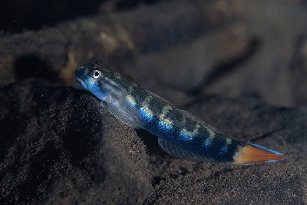 Blue Streamgoby from Rutaki Tapere, Arorangi District, Cook Islands on ...