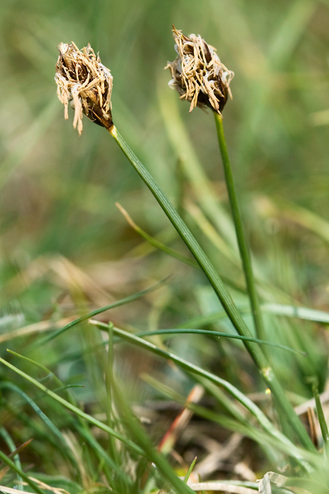 needleleaf sedge (Plants of Mueller State Park) · iNaturalist