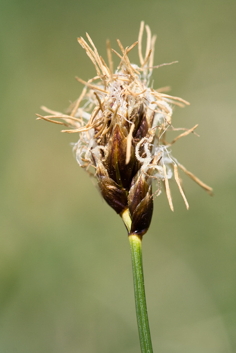 needleleaf sedge (Plants of Mueller State Park) · iNaturalist