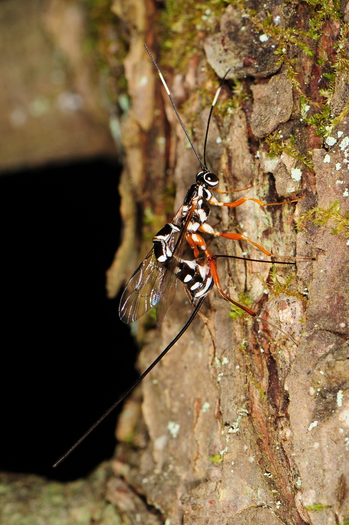 Rhyssa lineolata from Roaring Brook Foot Trail, Lenox, Massachusetts ...