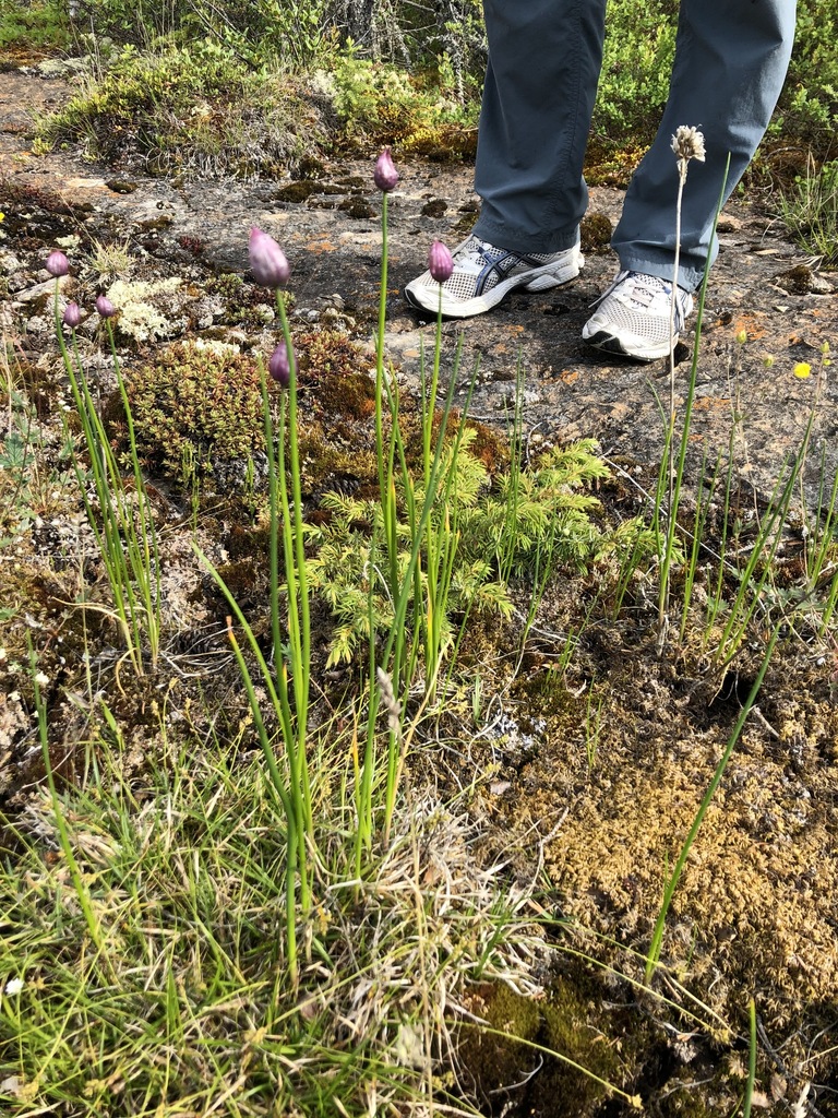 Giant Chives from Fort Smith Region, NT X0E, Canada on July 9, 2020 at ...