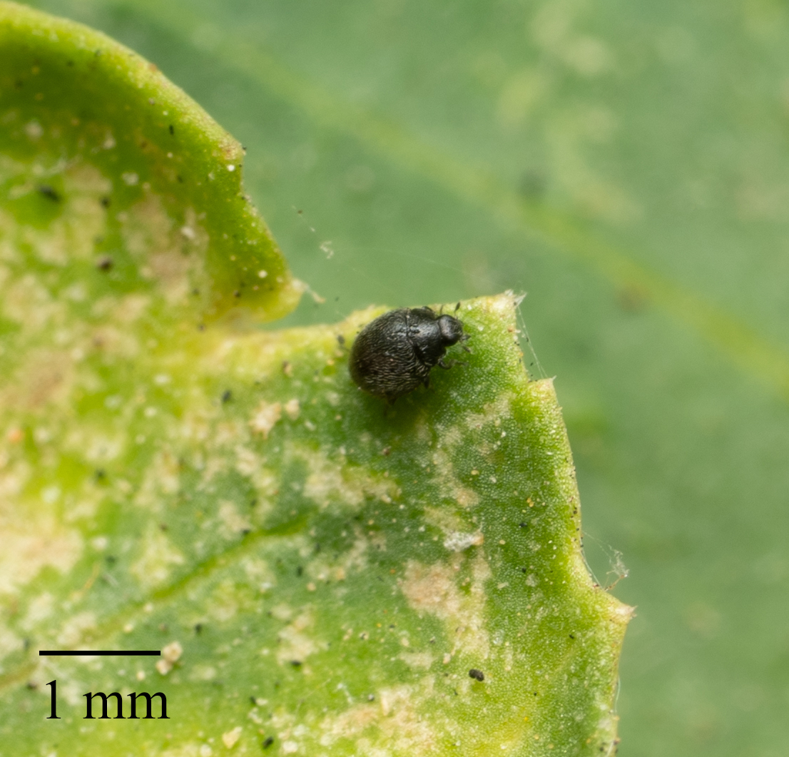 Stethorus punctum (LeConte, 1852)