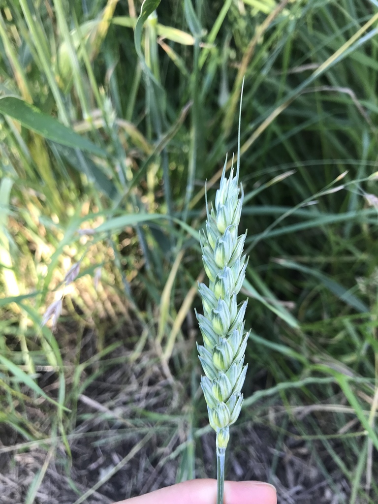 Wheats (Triticum) - Botanical Realm