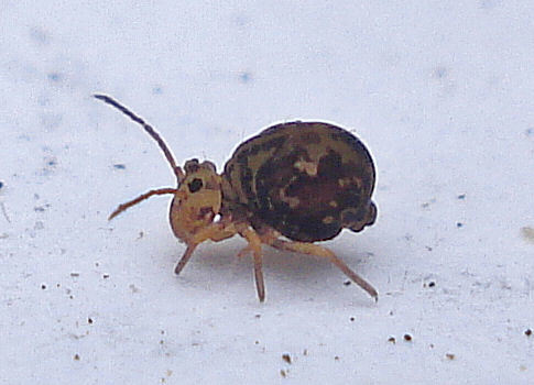 Springtails and Allies (GFF: A Field Guide to Silicon Valley) · iNaturalist