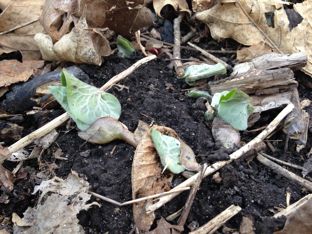 Canadian wild ginger from Story County, IA, USA on April 5, 2015 at 05: ...