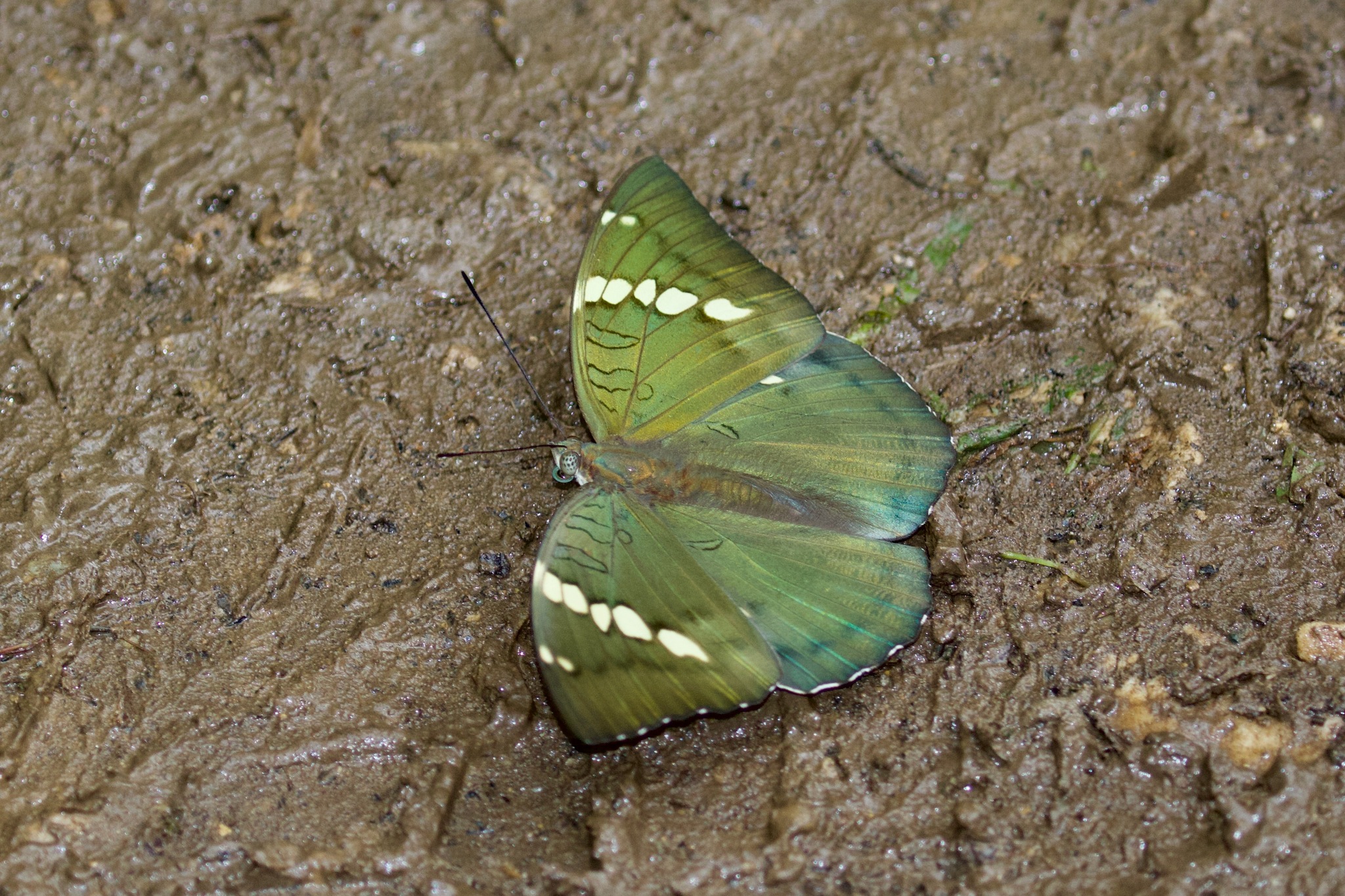 Euthalia patala Kollar, 1844