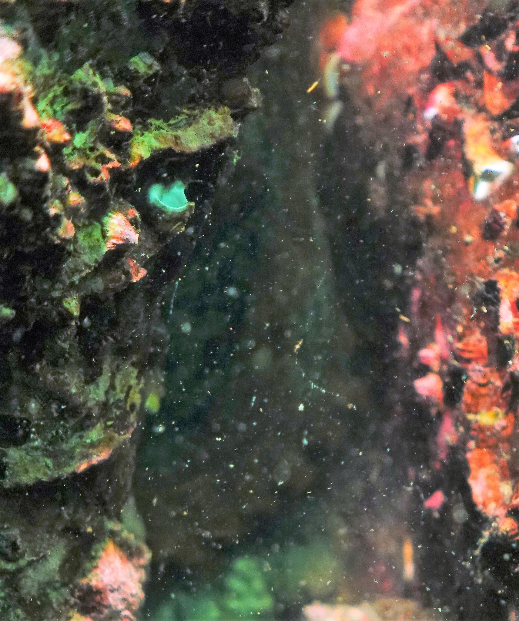 Octopus sinensis d'Orbigny, 1834