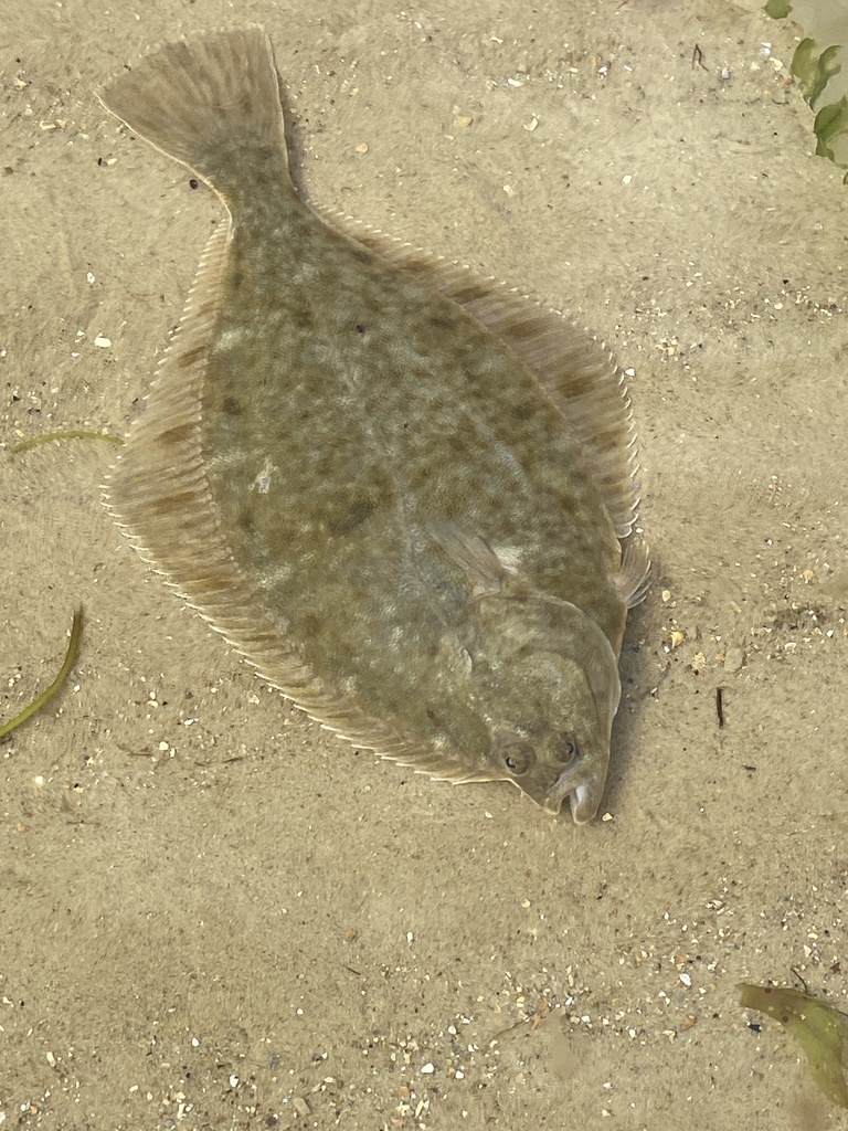 European Flounder from English Channel, England, GB on July 13, 2020 at ...