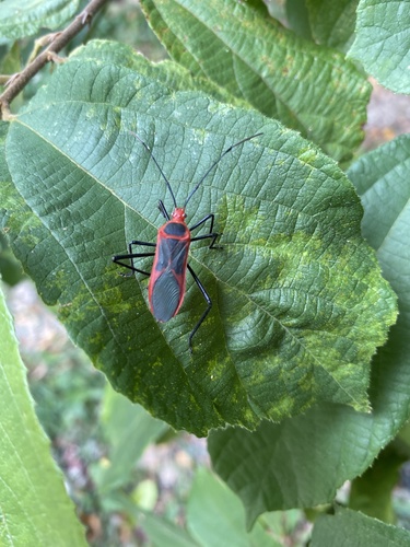 Dasynus laminatus · iNaturalist