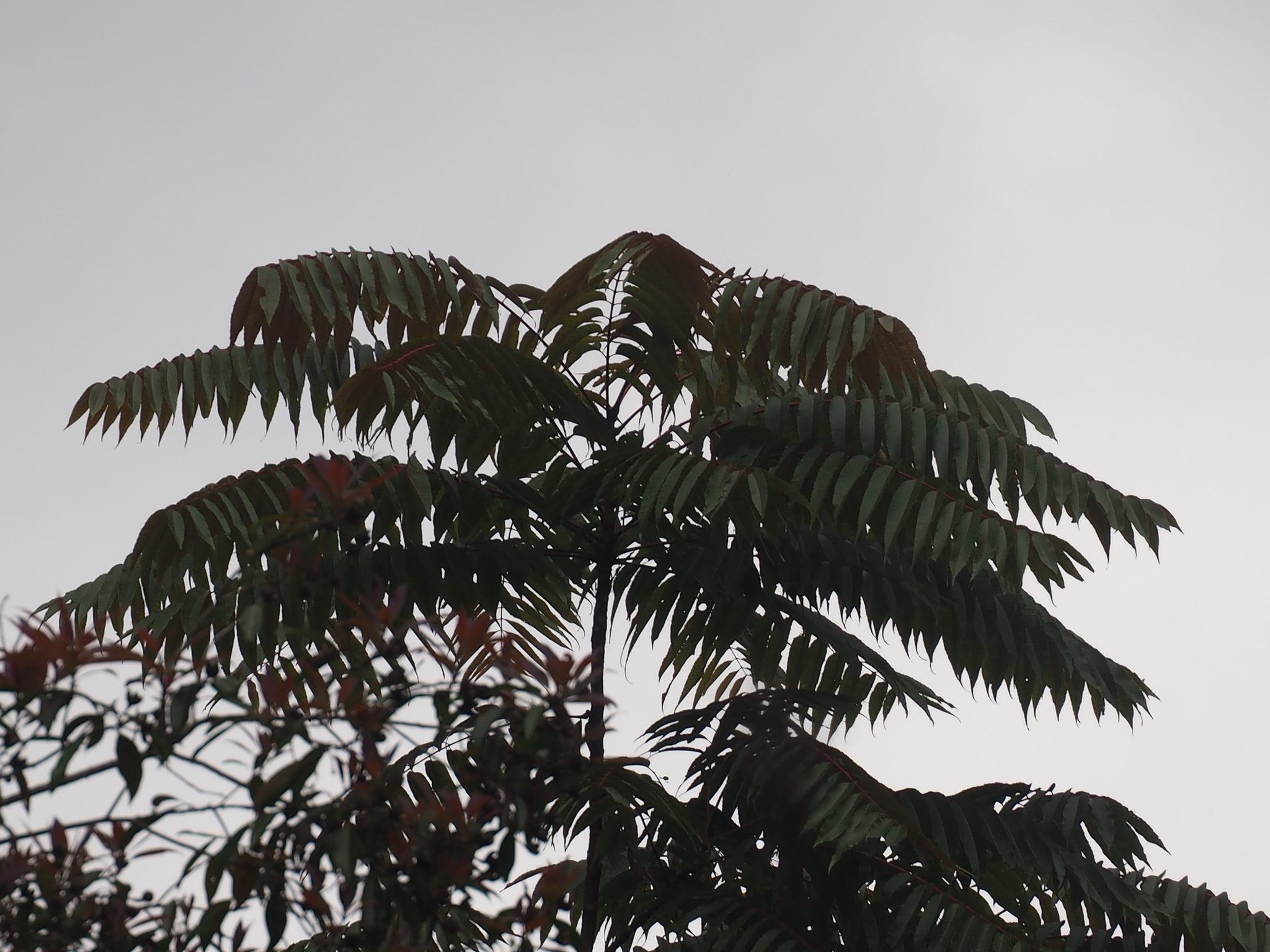 Toona sureni (Blume) Merr.