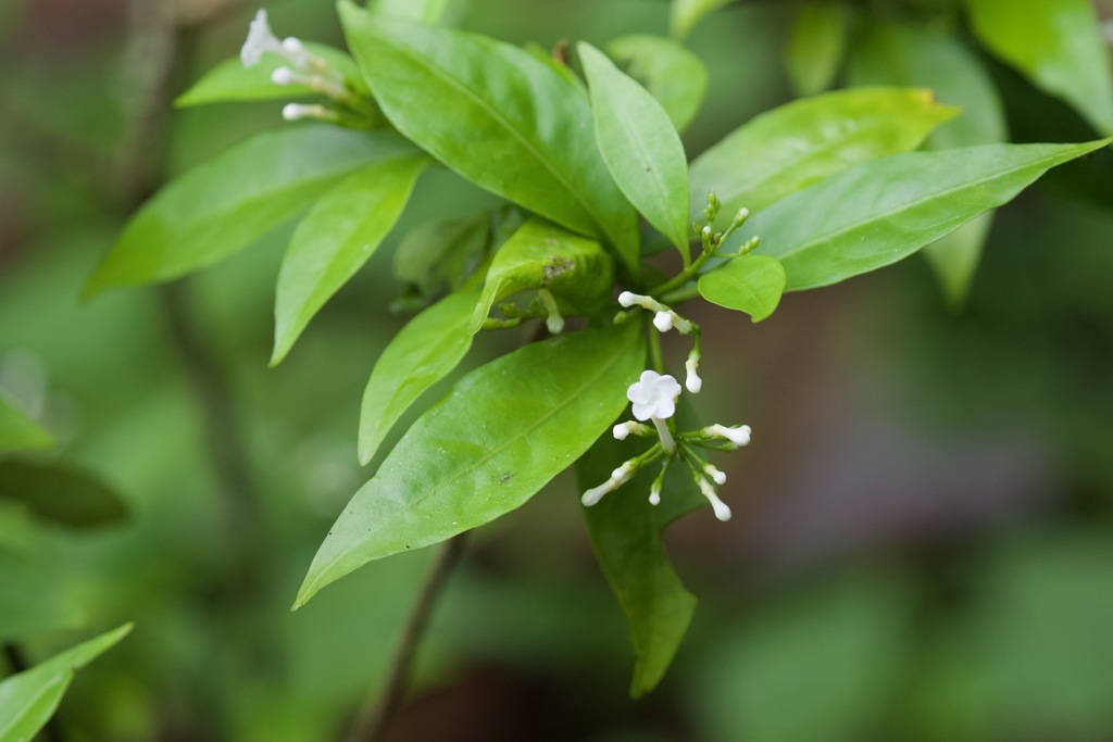 Indian snakeroot from Godawari, Nepal on July 13, 2020 at 10:23 AM by ...