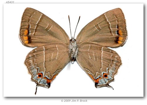 Colorado Hairstreak (Insects of Staunton State Park) · iNaturalist