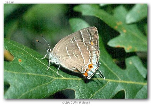 Colorado Hairstreak (Insects of Staunton State Park) · iNaturalist