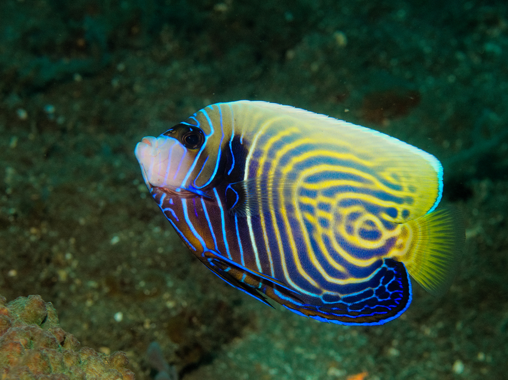 Emperor Angelfish (Pomacanthus imperator) - Marine Life Identification