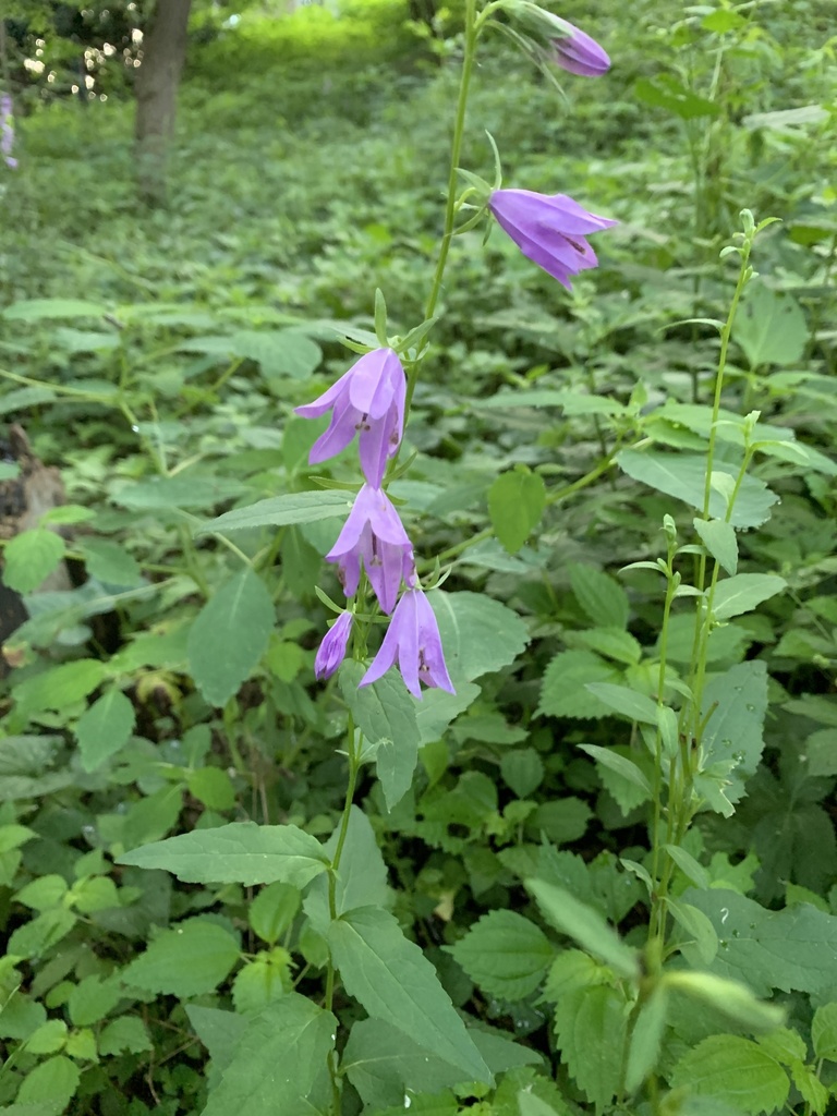 Creeping Bellflower from Coulee Springs Ln, La Crosse, WI, US on July ...