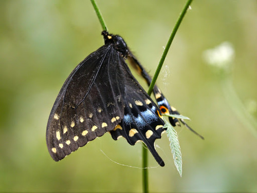 Black Swallowtail (Butterflies of Oakland County, MI) · iNaturalist