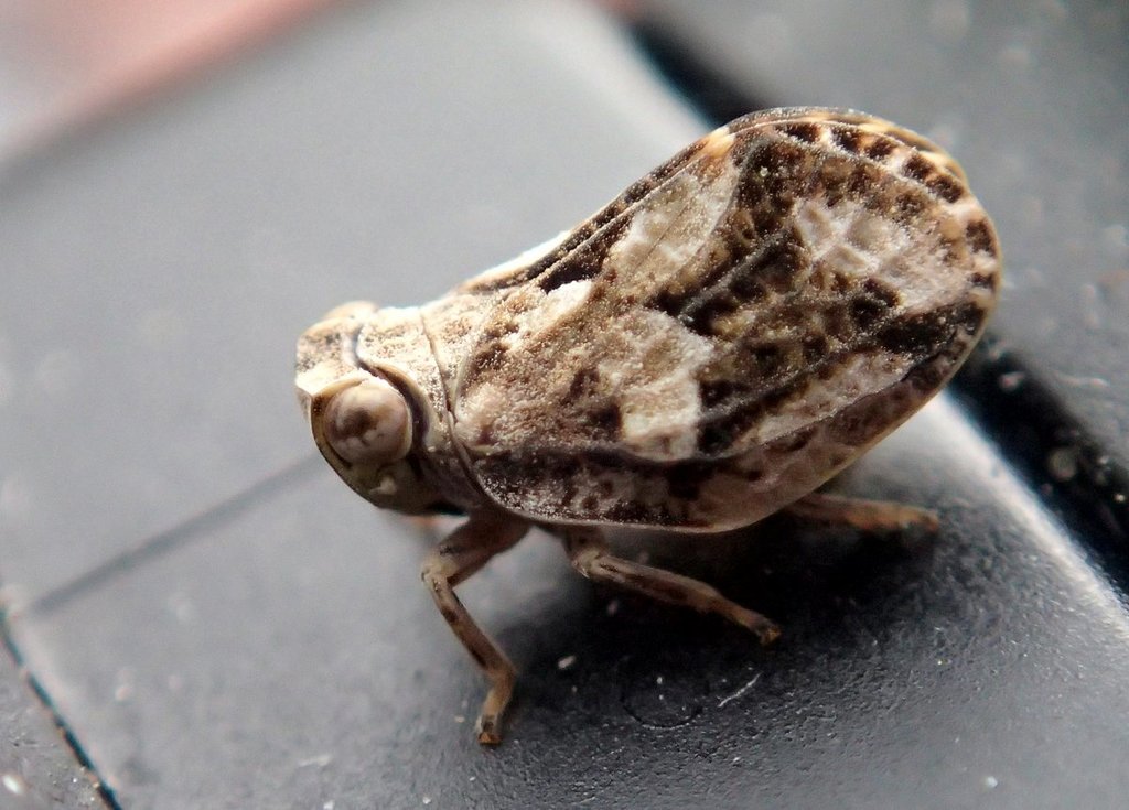 Issidae (Serranía El Peligro) · iNaturalist