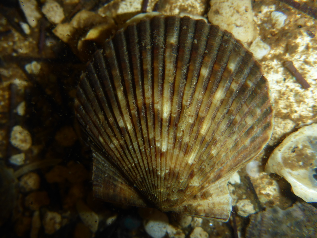 Atlantic Bay Scallop (Common Organisms in Sarasota Bay) · iNaturalist