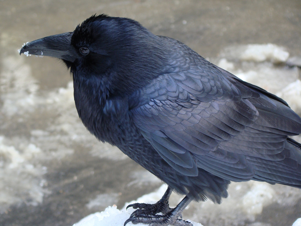 Common Raven from Foresta, California, United States on December 30 ...