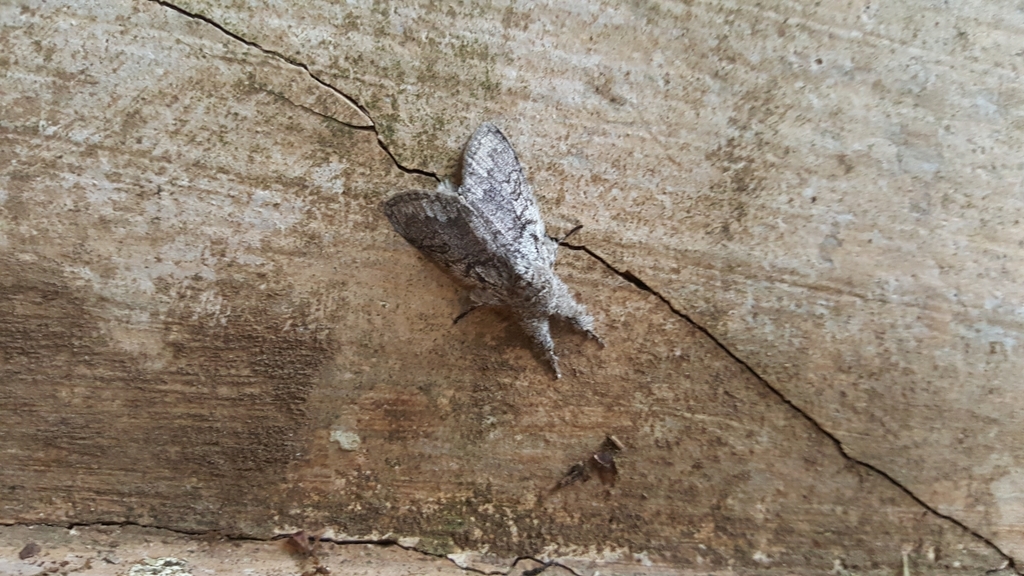 Grote's Tussock Moth from #93 Purok 4, Baguio, Benguet, Philippines on ...