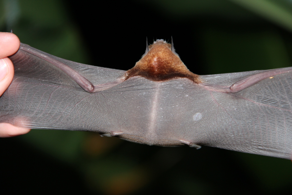 Ghost-faced and Moustached Bats (Mormoopidae) - Know Your Mammals