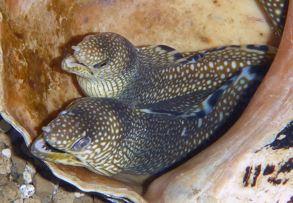 Ocellated Moray (Fishes of Sarasota County, Fl) · iNaturalist