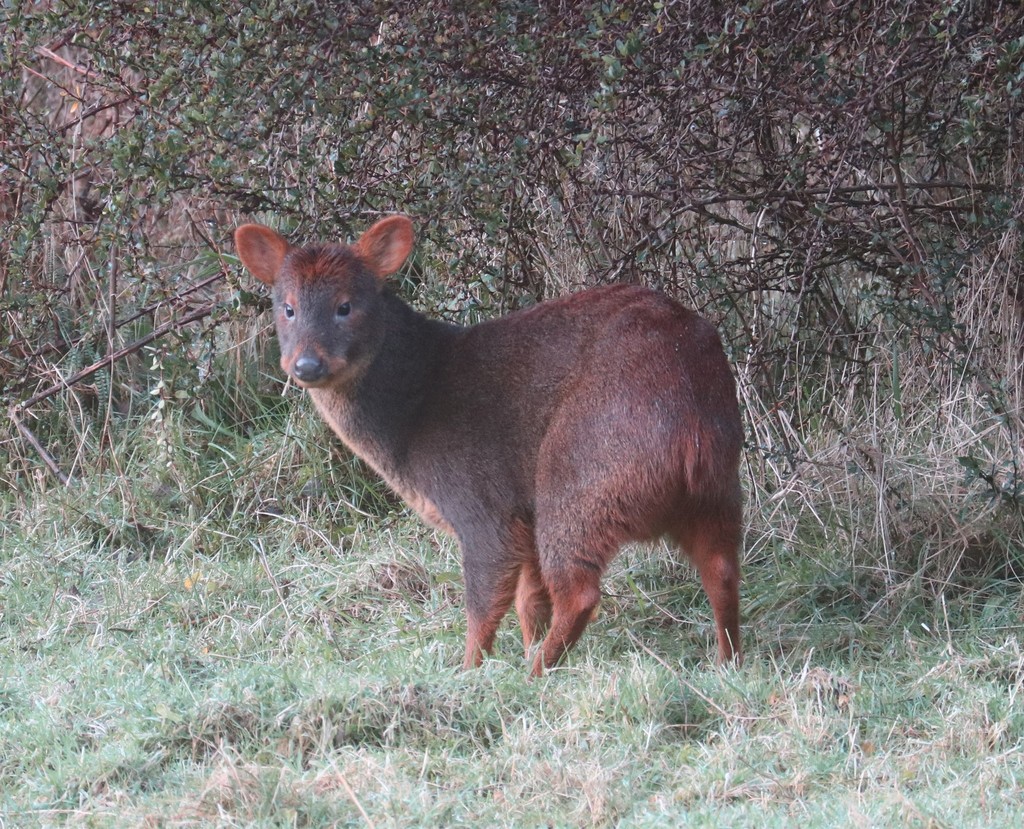 Southern Pudú in July 2020 by martinoli. Pudú macho adulto. · iNaturalist